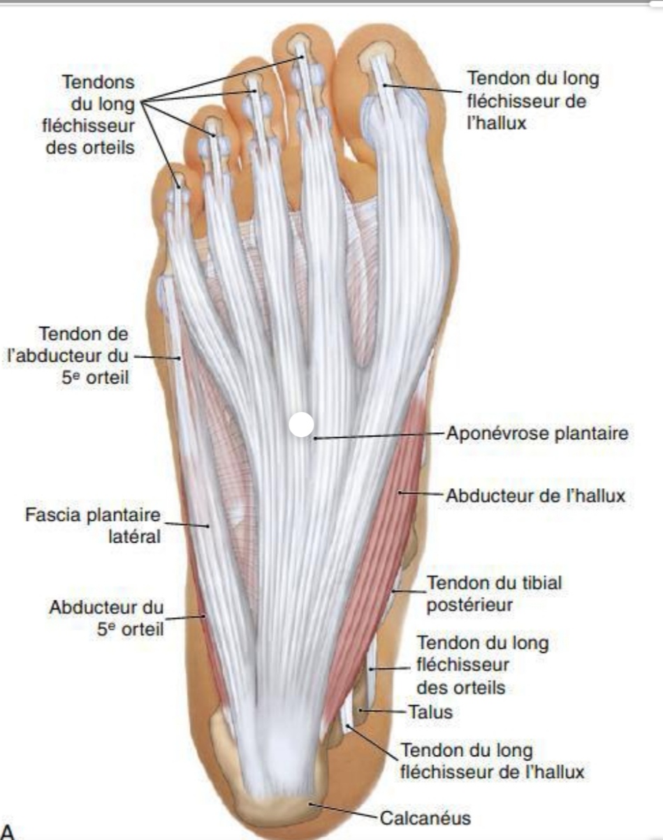 Et si on mettait un Tape sur une aponévrose plantaire
